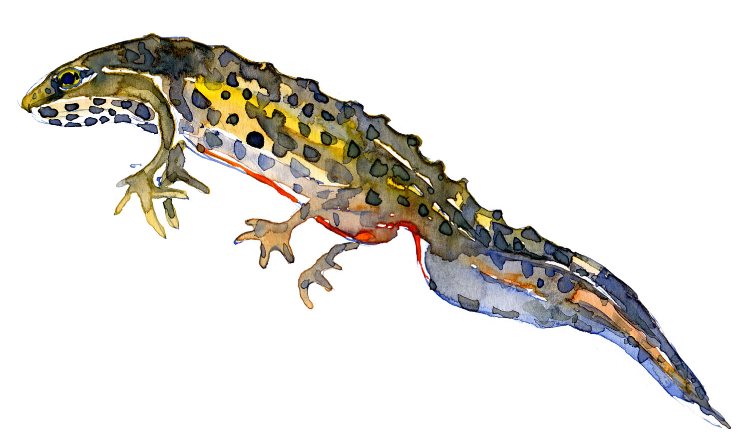 salamander-watercolor-sketch-by-frits-ahlefeldt – Frøer i Danmark